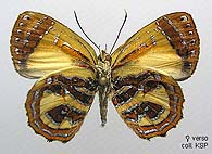 Papua Insects Foundation (Lepidoptera/Lycaenidae thumbnails)